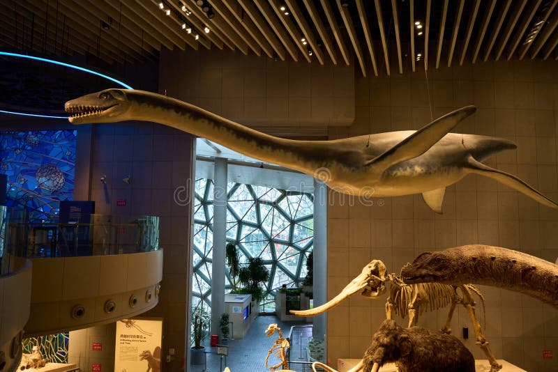 Interior View of Shanghai Natural History Museum Editorial Photography ...