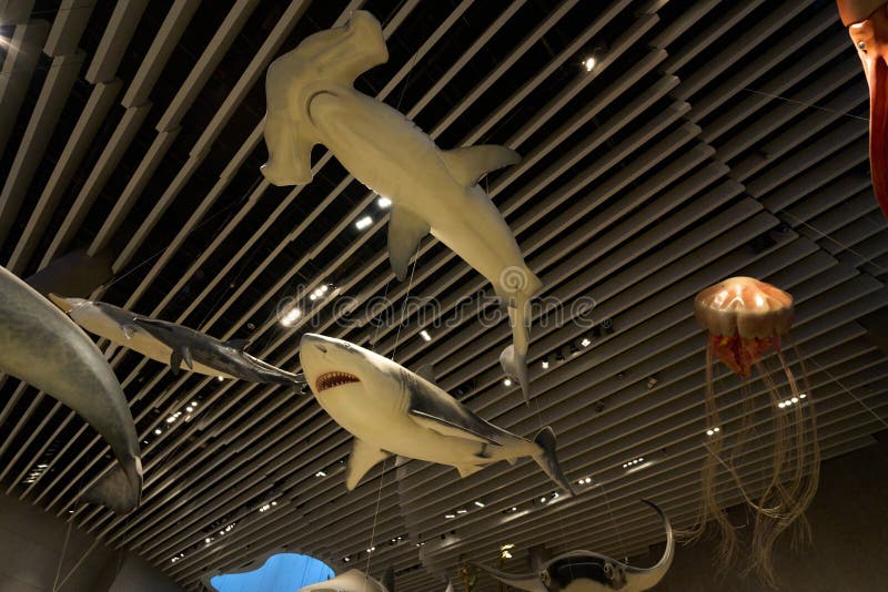 Interior View of Shanghai Natural History Museum Editorial Photography ...