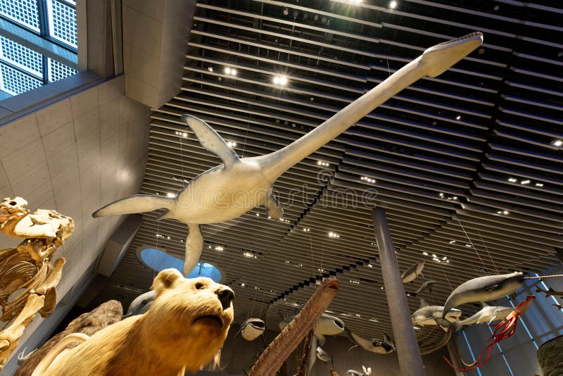 Interior View of Shanghai Natural History Museum Editorial Stock Image ...