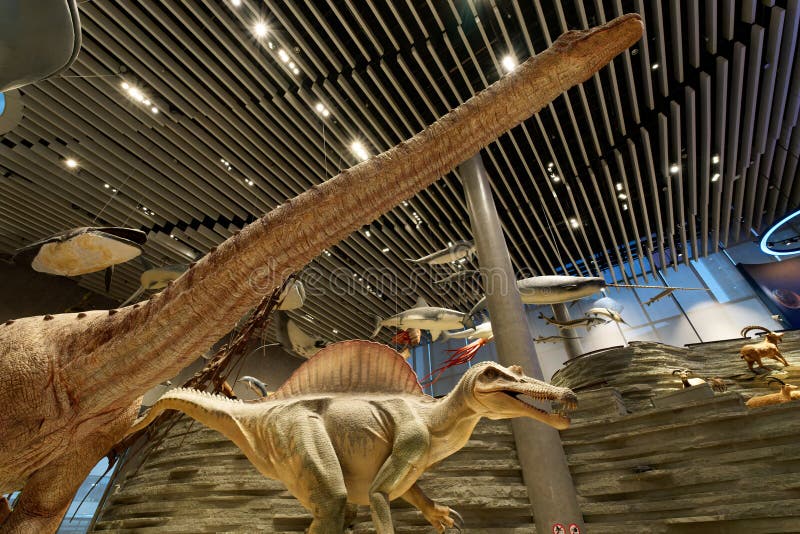 Interior View of Shanghai Natural History Museum Editorial Image ...