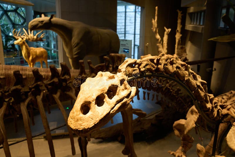 Interior View of Shanghai Natural History Museum Editorial Stock Image ...