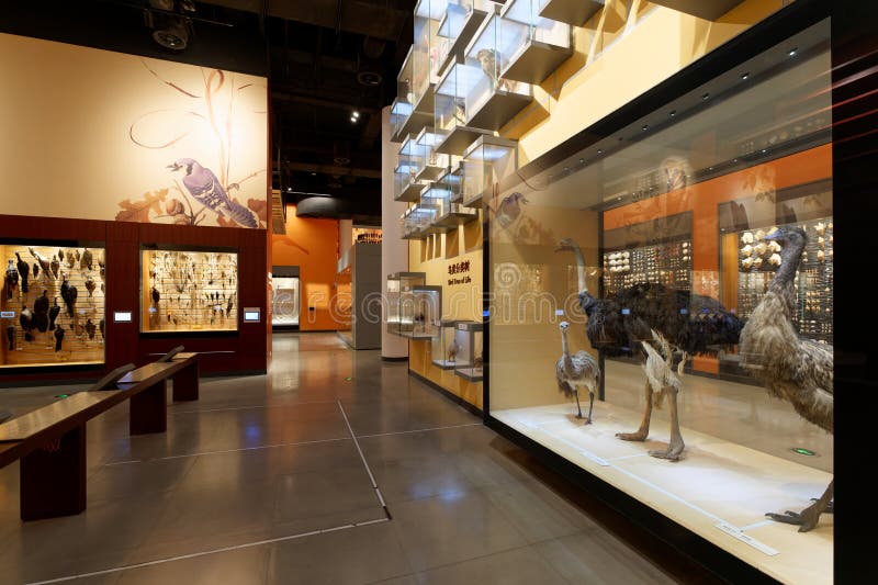 Interior View of Shanghai Natural History Museum Editorial Stock Photo ...