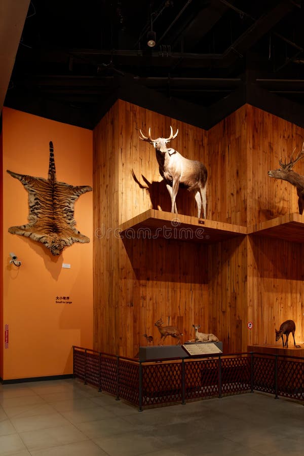 Interior View of Shanghai Natural History Museum Editorial Photography ...