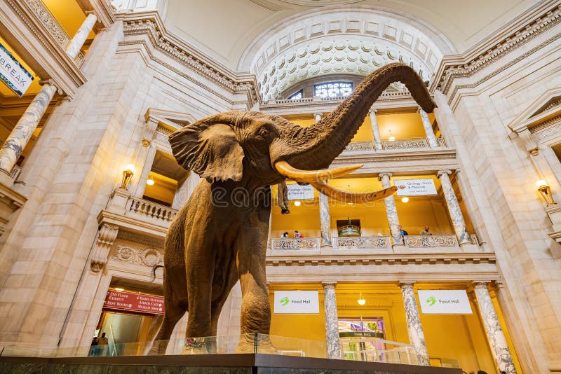 Interior View of the Smithsonian National Museum of Natural History ...