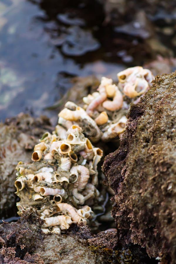 Interlaced Tubular Pink and Orange Shells Attached To Rock Stock Photo ...