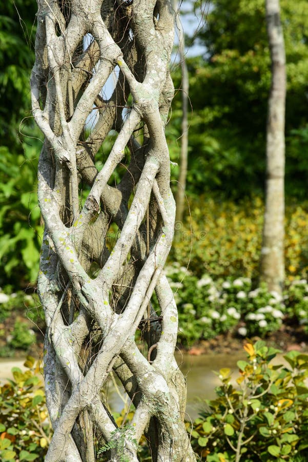 Interlock stock image. Image of shape, branch, decorate - 27218475