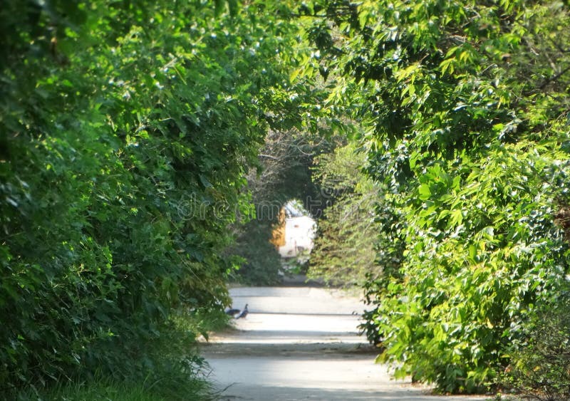 The Interlocking Crowns of the Trees Form a Tunnel Stock Image - Image ...