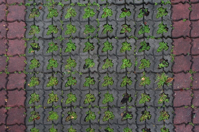 Interlocking Pavment with Grass Stock Photo - Image of street, paving ...