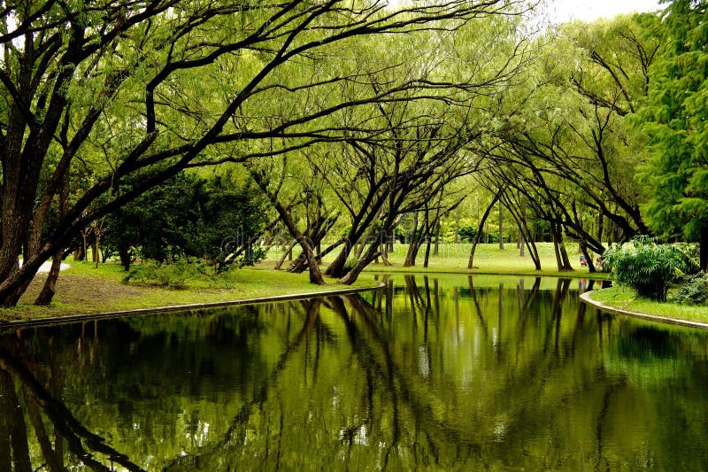 Interlocking trees stock image. Image of green, interlocking - 133899941