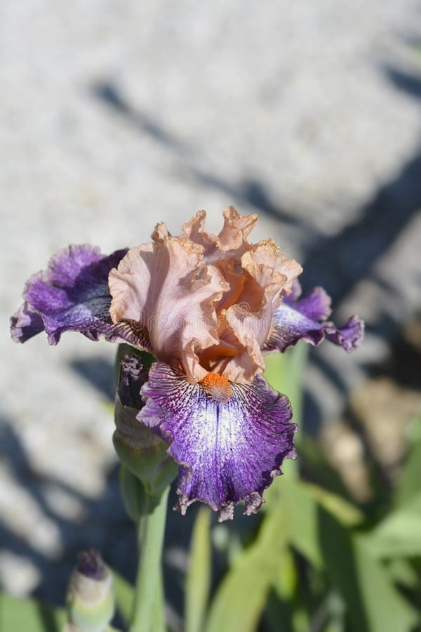 Intermediate Bearded Iris Flying Circus Stock Photos - Free & Royalty ...