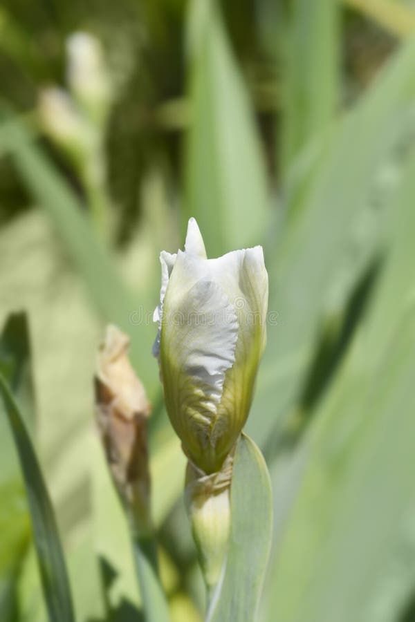 Intermediate Bearded Iris I`ll Be Back Stock Photo - Image of white ...