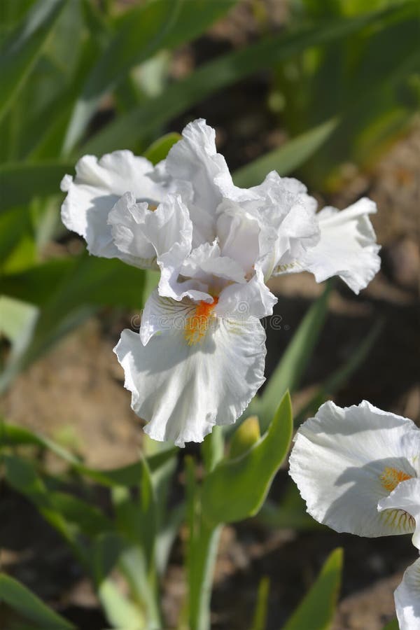 Intermediate Bearded Iris I`ll Be Back Stock Image - Image of nature ...