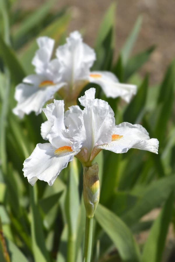 Intermediate Bearded Iris I Ll Be Back Stock Photo - Image of orange ...