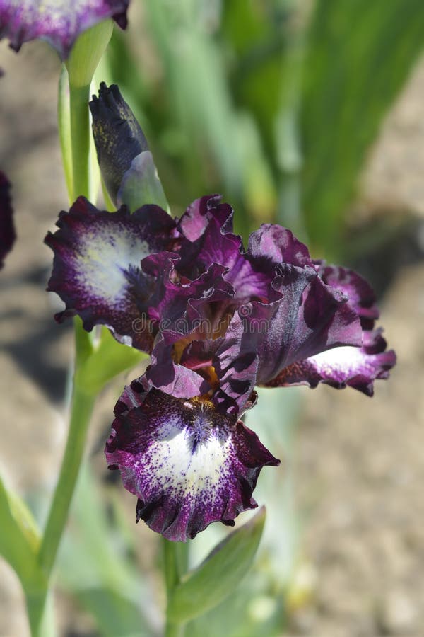 Intermediate Bearded Iris Spectator Stock Photo - Image of plant, green ...