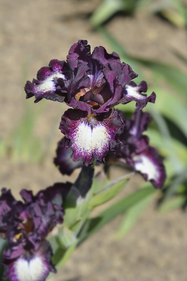 Intermediate Bearded Iris Spectator Stock Image - Image of garden ...