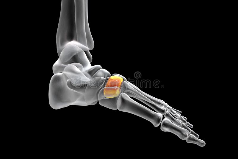 Intermediate Cuneiform Bone of the Foot, 3D Illustration Stock ...