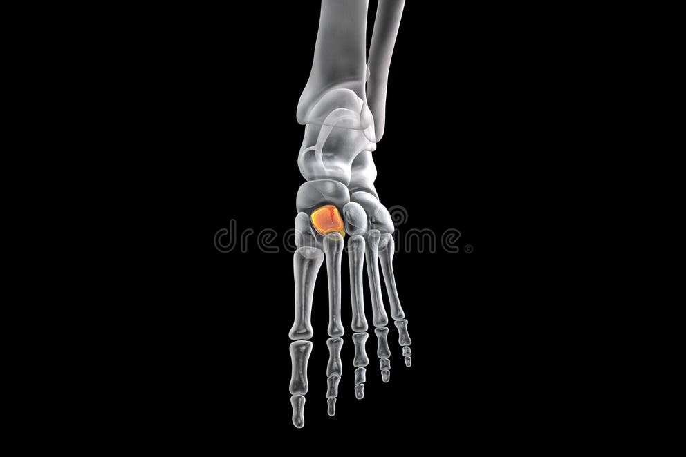 Intermediate Cuneiform Bone of the Foot, 3D Illustration Stock ...