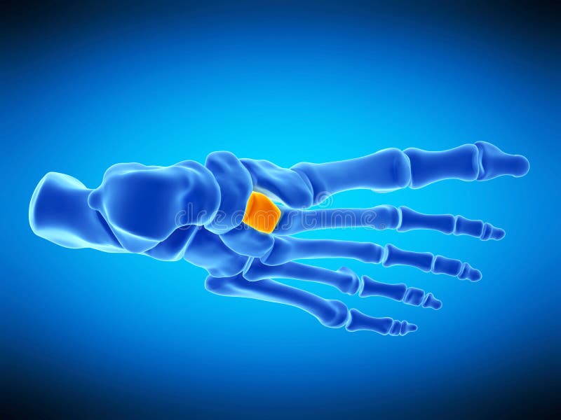The medial cuneiform bone stock illustration. Illustration of blue ...