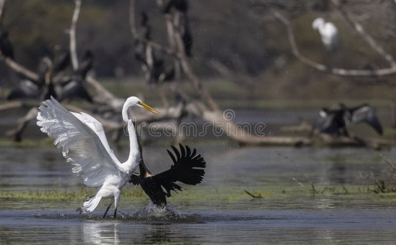 Intermediate Egret Fishing in River Stock Photo - Image of raptor, beak ...