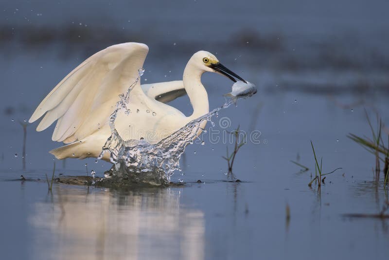 Intermediate Egret Bird with a Fish Catch Stock Photo - Image of beak ...