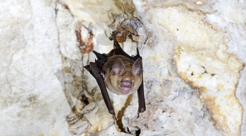 Intermediate Roundleaf Bat Hipposideros Cf. Larvatus are Staying in ...