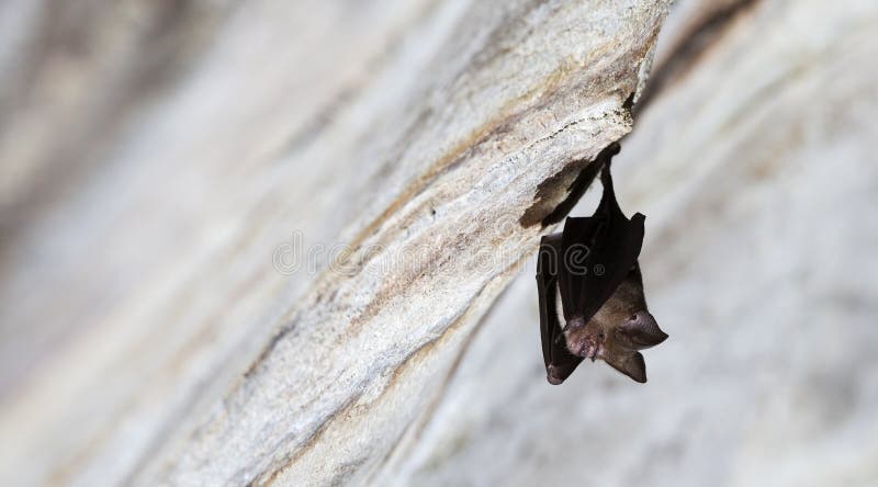 Intermediate Roundleaf Bat Hipposideros Cf. Larvatus are Staying in ...
