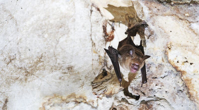 Intermediate Roundleaf Bat Hipposideros Cf. Larvatus are Staying in ...