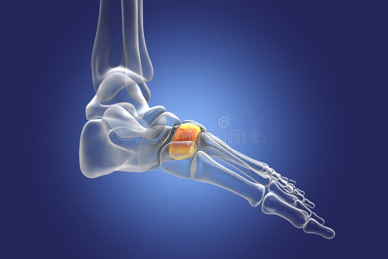 Intermediate Cuneiform Bone of the Foot, 3D Illustration Stock ...