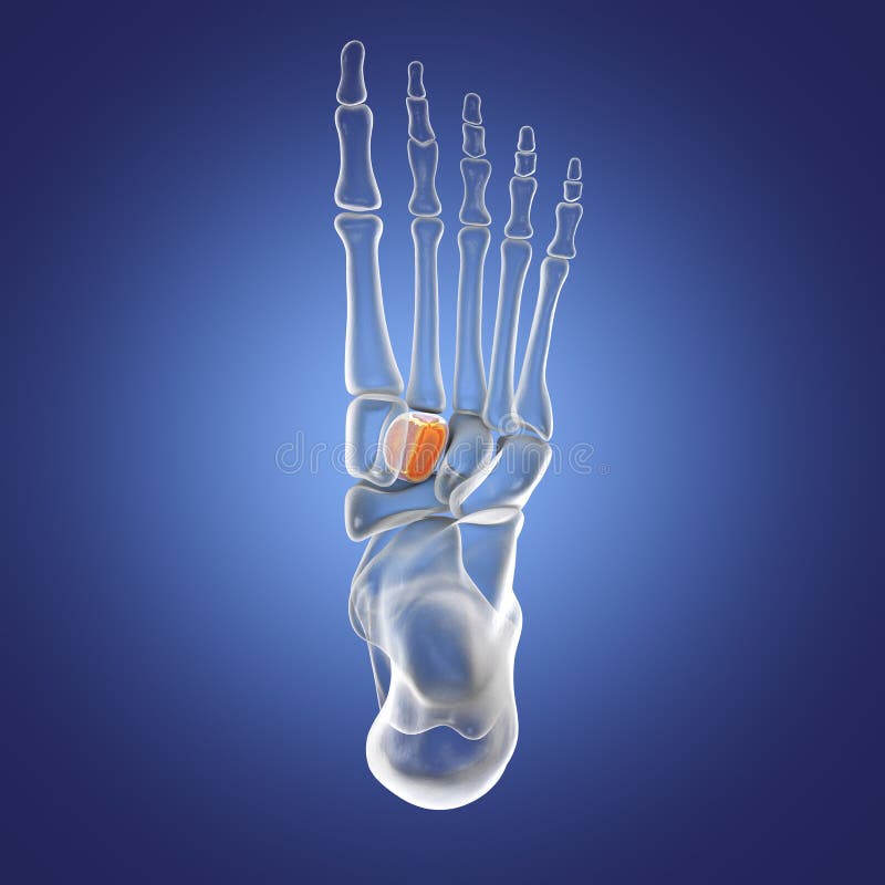 Intermediate Cuneiform Bone of the Foot, 3D Illustration Stock ...