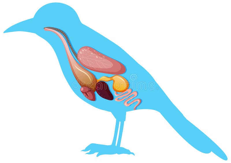 Internal Anatomy of Bird with Organs Stock Vector - Illustration of ...