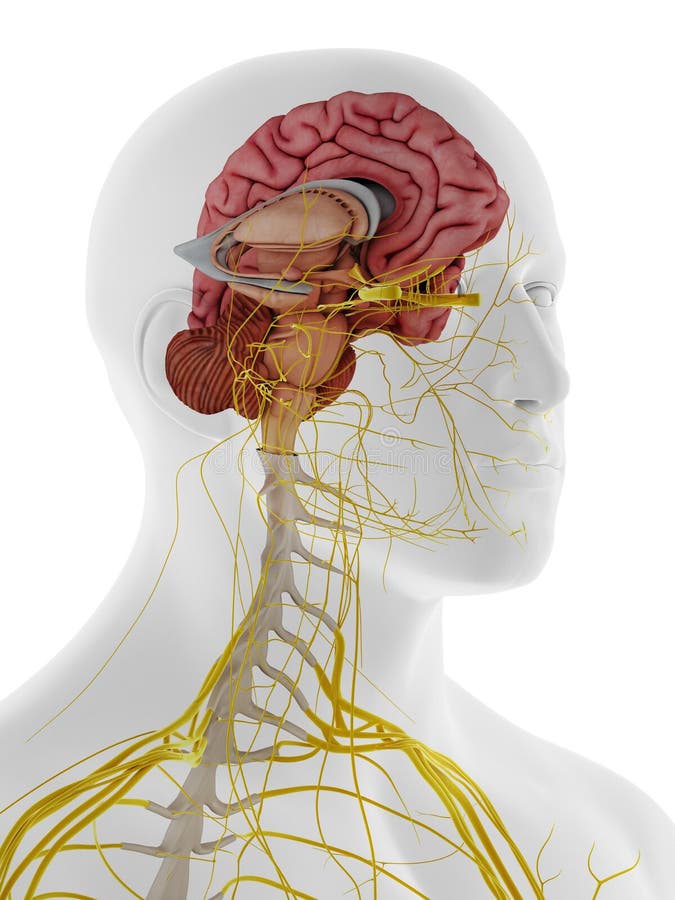 The Internal Anatomy of the Brain Stock Illustration - Illustration of ...