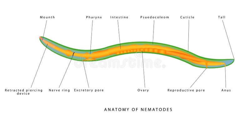 Flatworm Anatomy Stock Illustrations – 152 Flatworm Anatomy Stock ...
