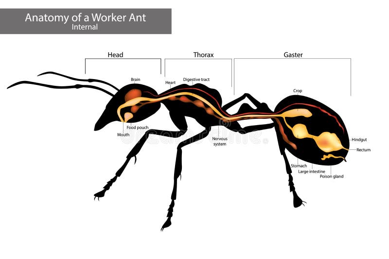 Internal Ant Anatomy. Characteristics Common To All Ants Stock Vector ...