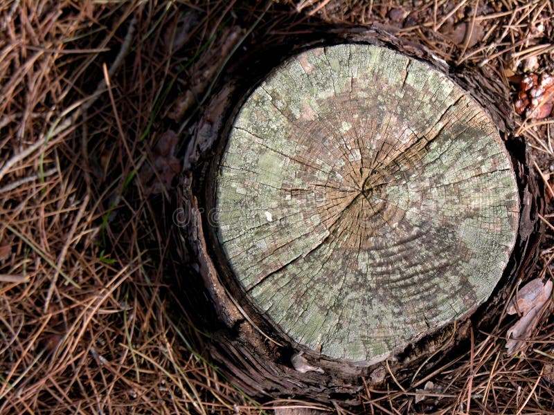 Body of a tree trunk b stock image. Image of engraving - 142391349