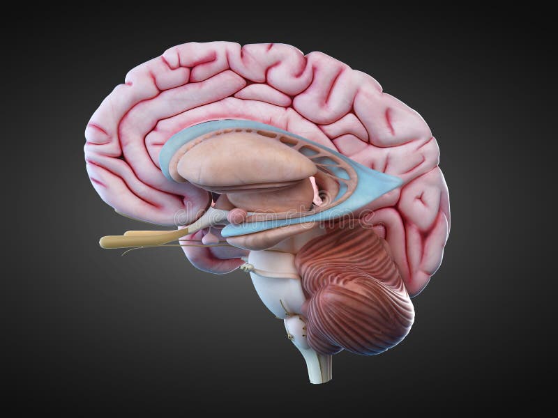 The internal brain anatomy stock illustration. Illustration of human ...
