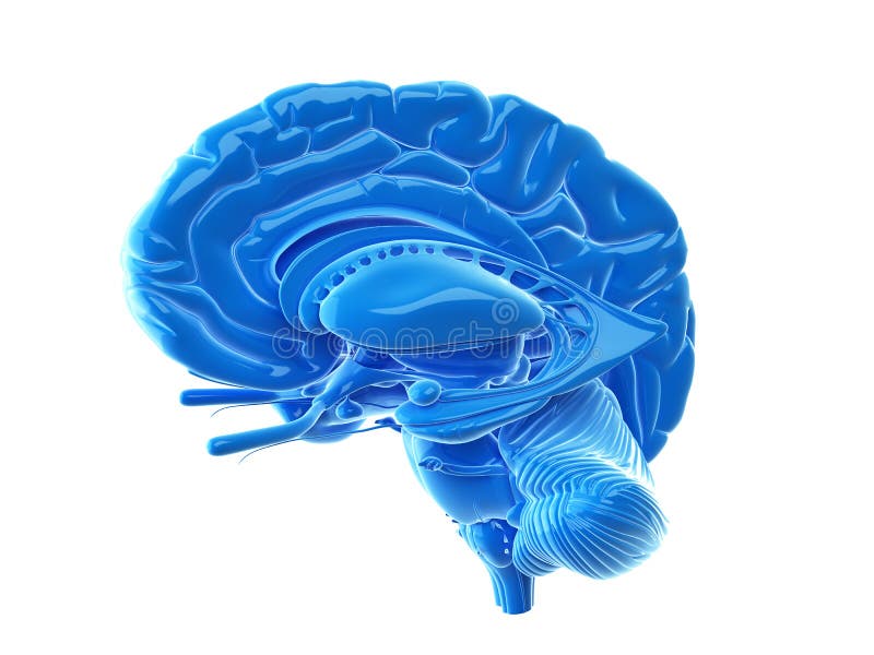 The internal brain anatomy stock illustration. Illustration of ...