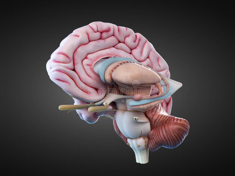 The internal brain anatomy stock illustration. Illustration of anatomy ...