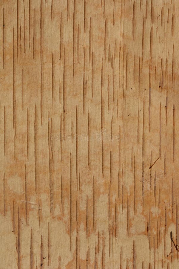 Internal Brown Striped Structure of a Birchen Bark Background, Copy ...
