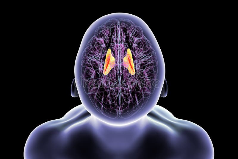 Internal Capsule, 3D Illustration. Highlighted in Red within the Human ...