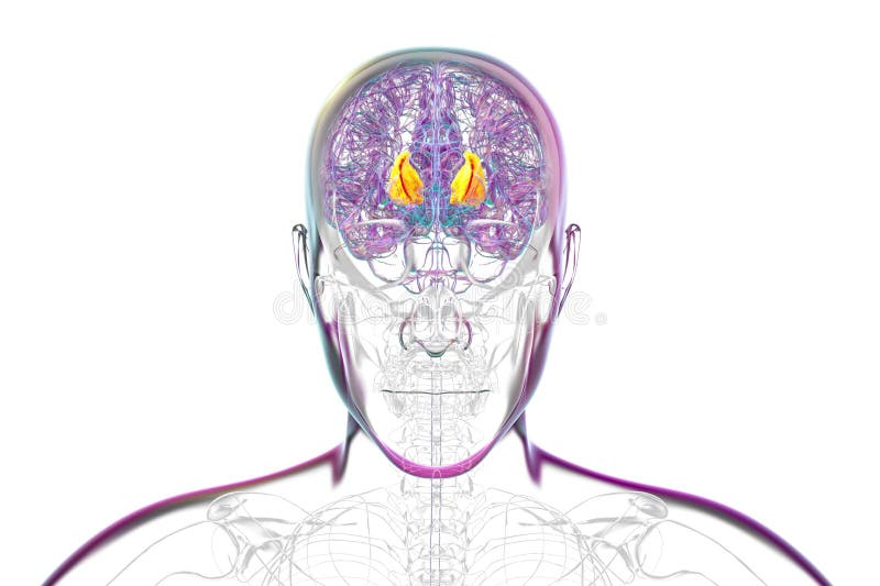 Human Brain with Highlighted Internal Capsule, 3D Illustration Stock ...