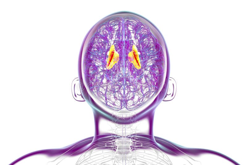 Internal Capsule, 3D Illustration. Highlighted in Red within the Human ...