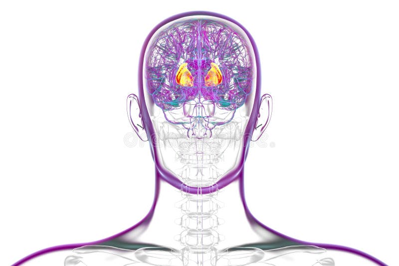 Internal Capsule, 3D Illustration. Highlighted in Red within the Human ...