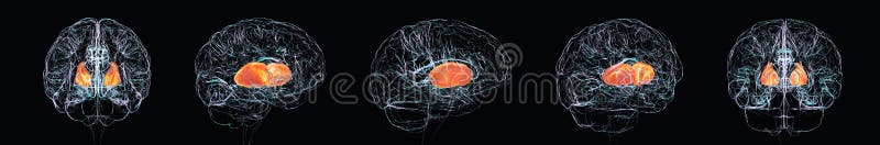 Internal Capsule Highlighted in Brain, 3D Illustration Stock ...