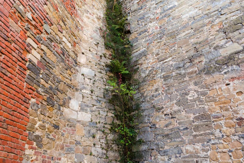 Internal Corner between Defensive Wall and Building Overgrown with ...