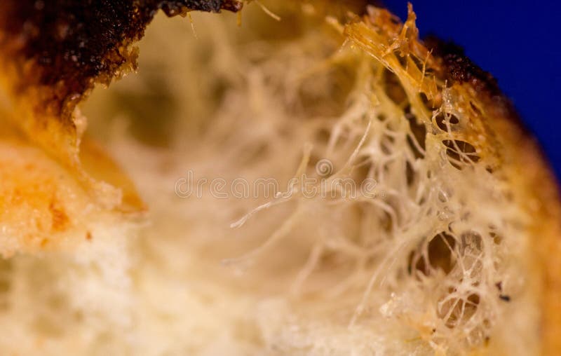Internal Crust stock photo. Image of junk, crust, isolated - 121365602