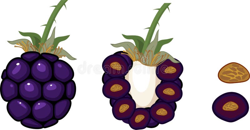 Internal and External Structure of Raspberry Aggregate Fruit Stock ...