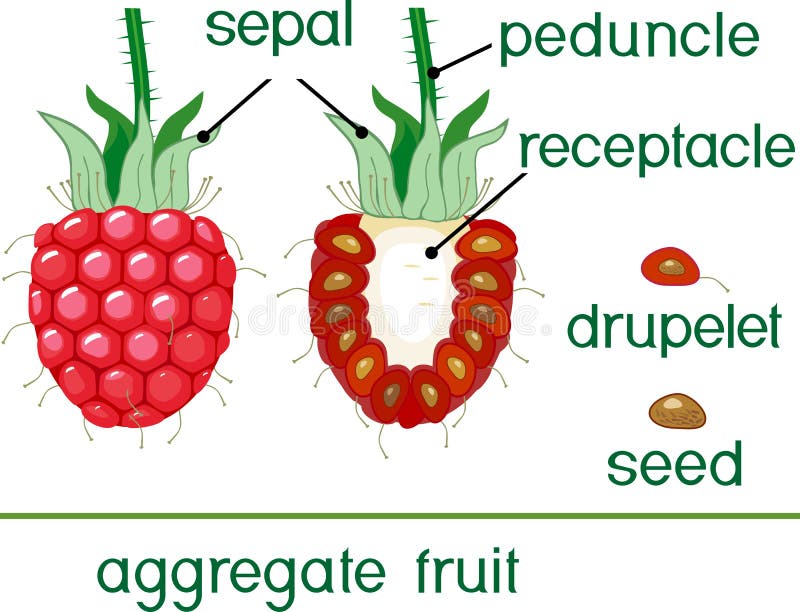 Internal and External Structure of Raspberry Aggregate Fruit Stock ...