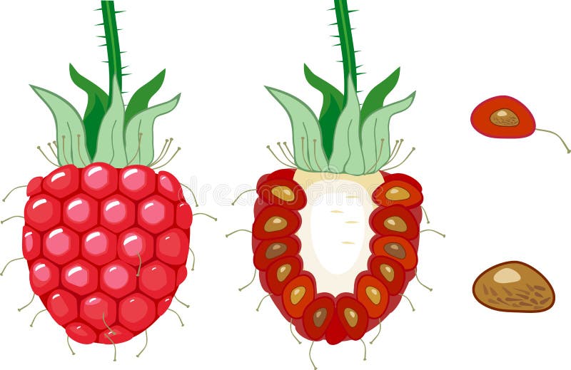 Internal and External Structure of Raspberry Aggregate Fruit Stock ...