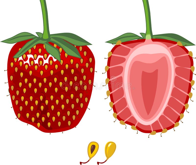 Internal and External Structure of Raspberry Aggregate Fruit Stock ...