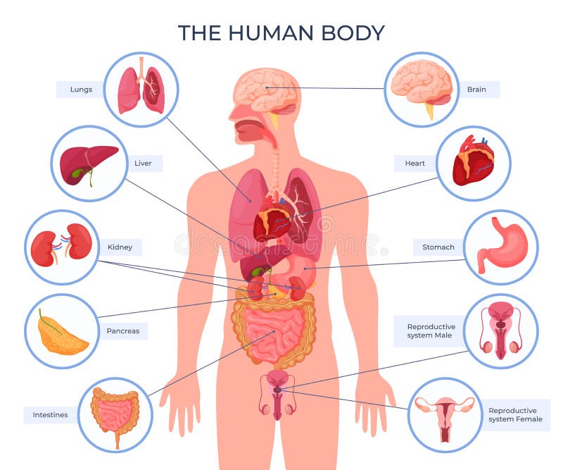 Internal Human Body Organ Location Scheme Infographic Visual, Teaching ... Internal Human Body Organ Location Scheme Infographic Visual, Teaching ...